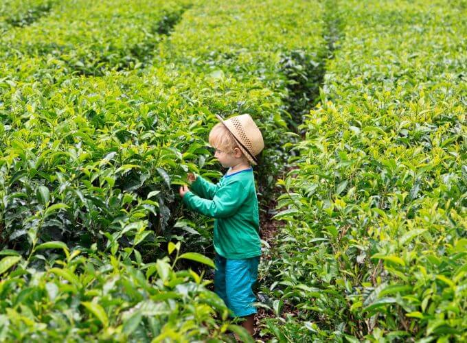 Mauritius Travel Trips & Tours | Flamboyant Travel & Tours